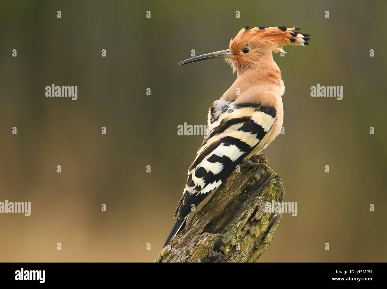 Common Hoopoe High Resolution Stock Photography and Images - Alamy