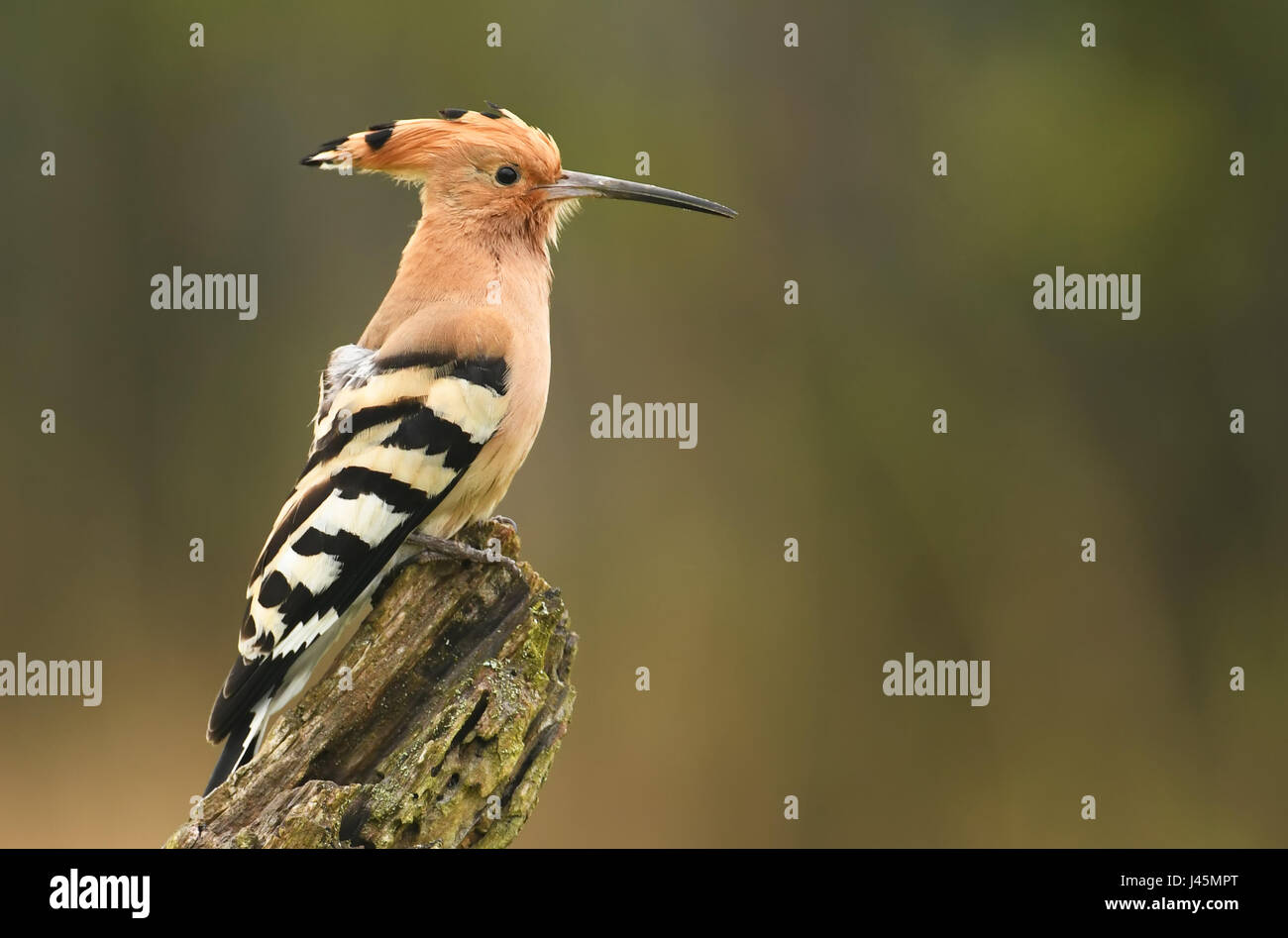 Male hoopoe upupa epops hi-res stock photography and images - Alamy