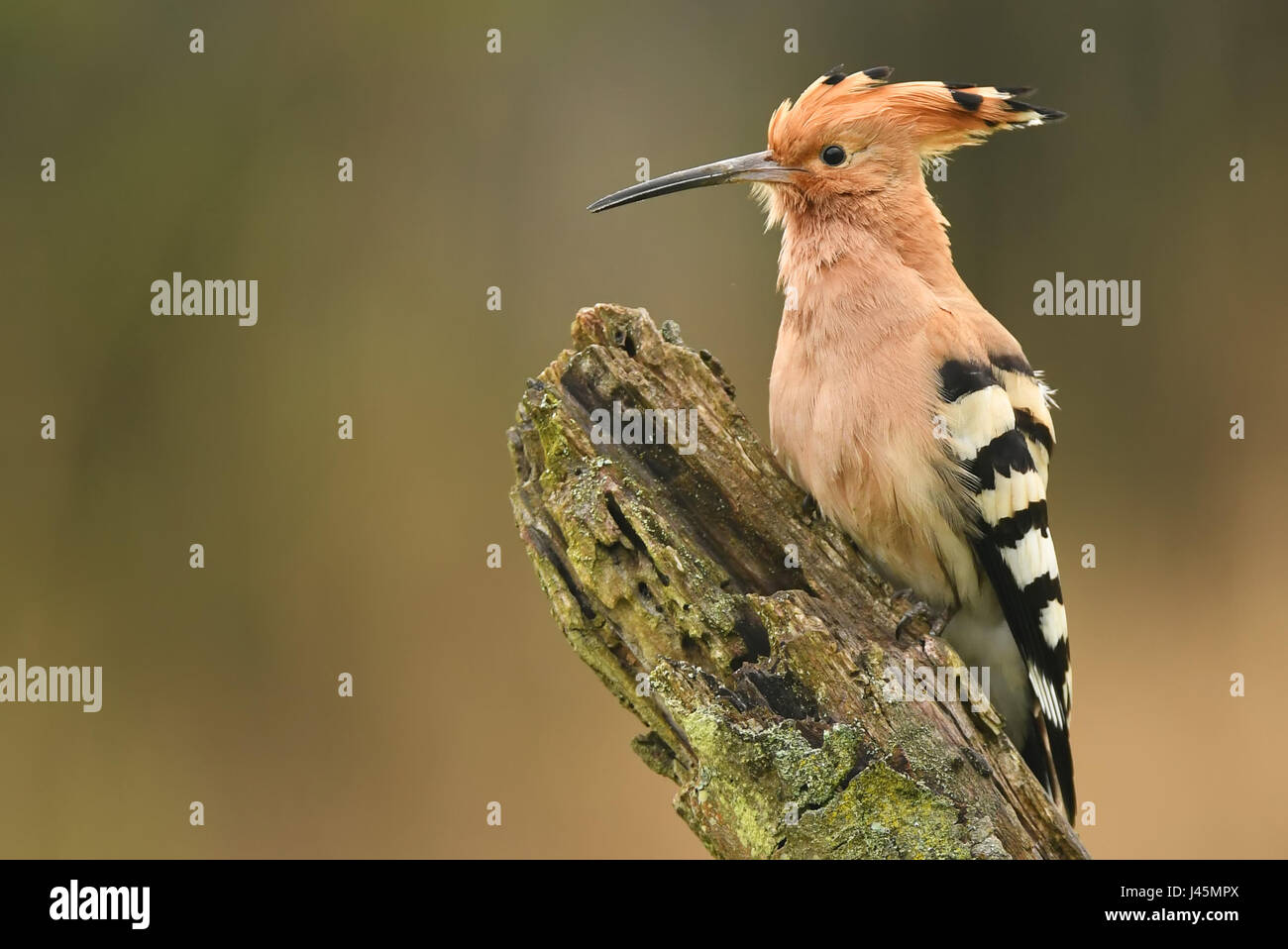 Common hoopoe hi-res stock photography and images - Alamy