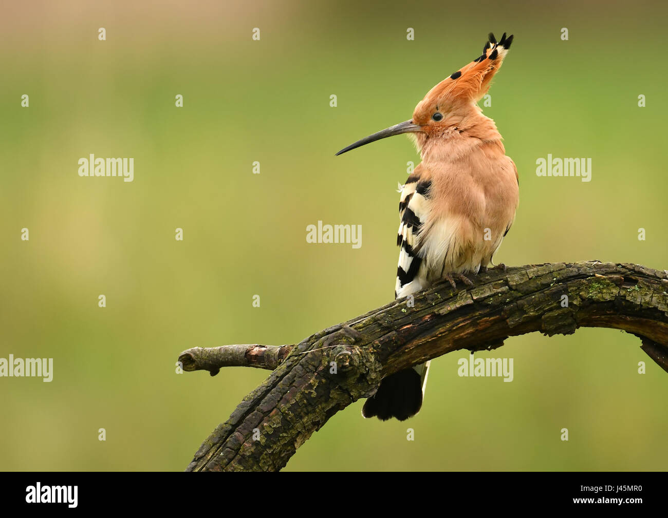 Common hoopoe hi-res stock photography and images - Alamy