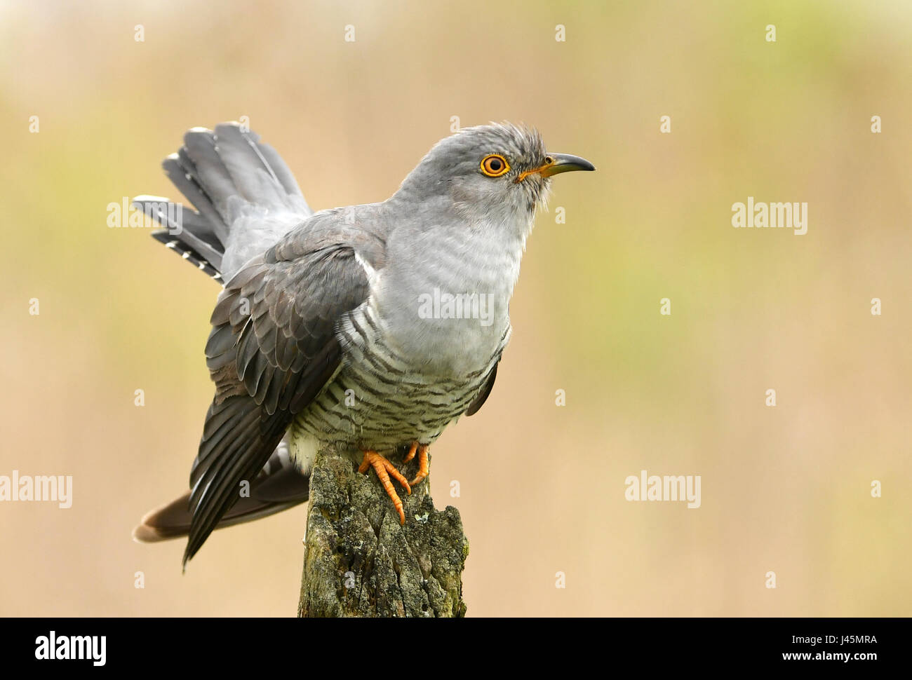 Common cuckoo (Cuculus canorus Stock Photo - Alamy
