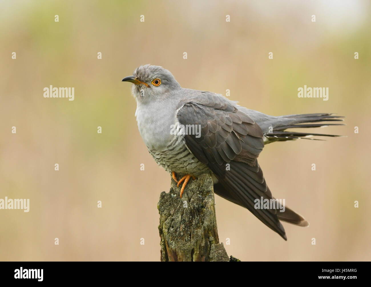 Common cuckoo (Cuculus canorus Stock Photo - Alamy