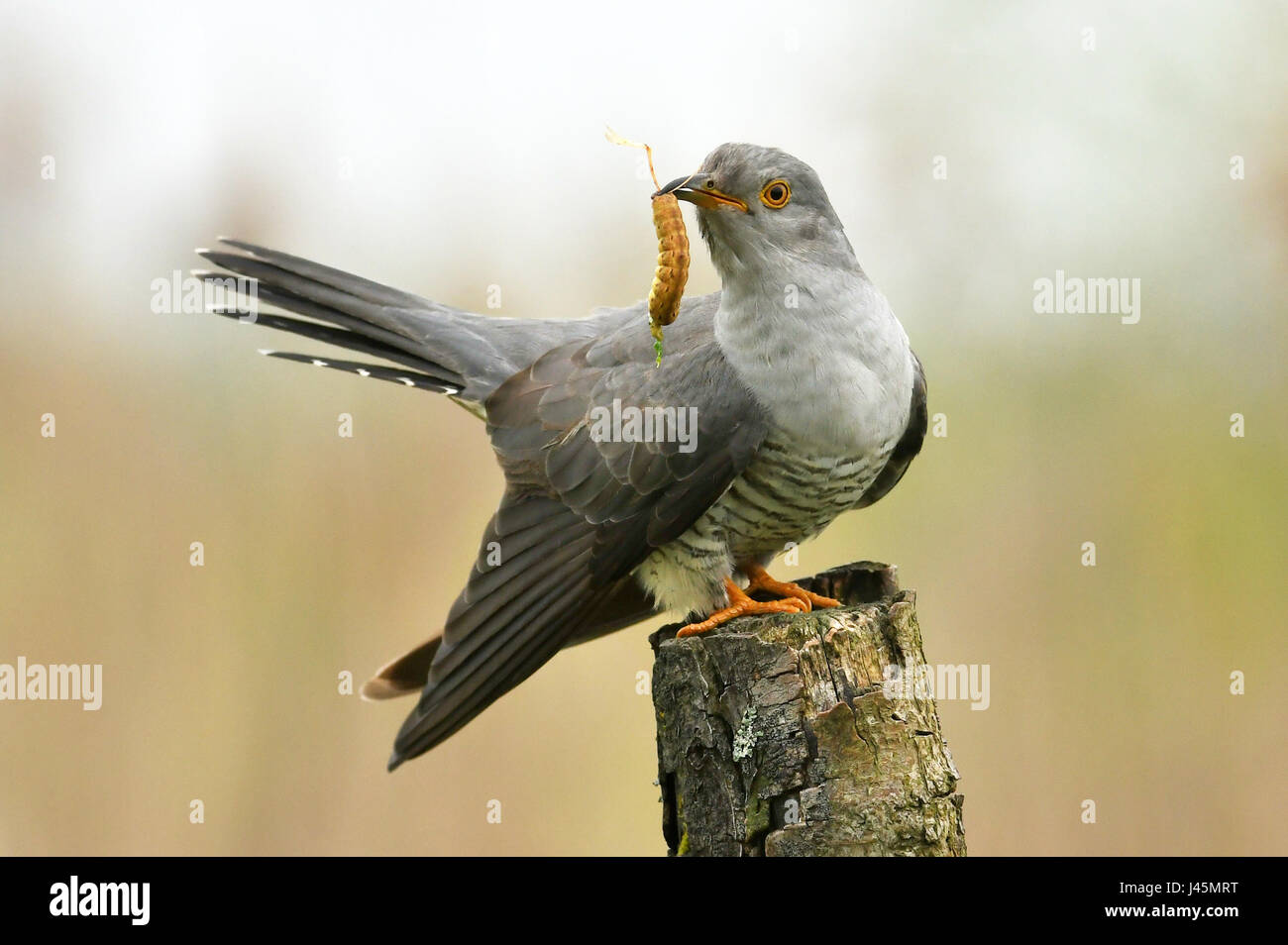 Common cuckoo (Cuculus canorus Stock Photo - Alamy