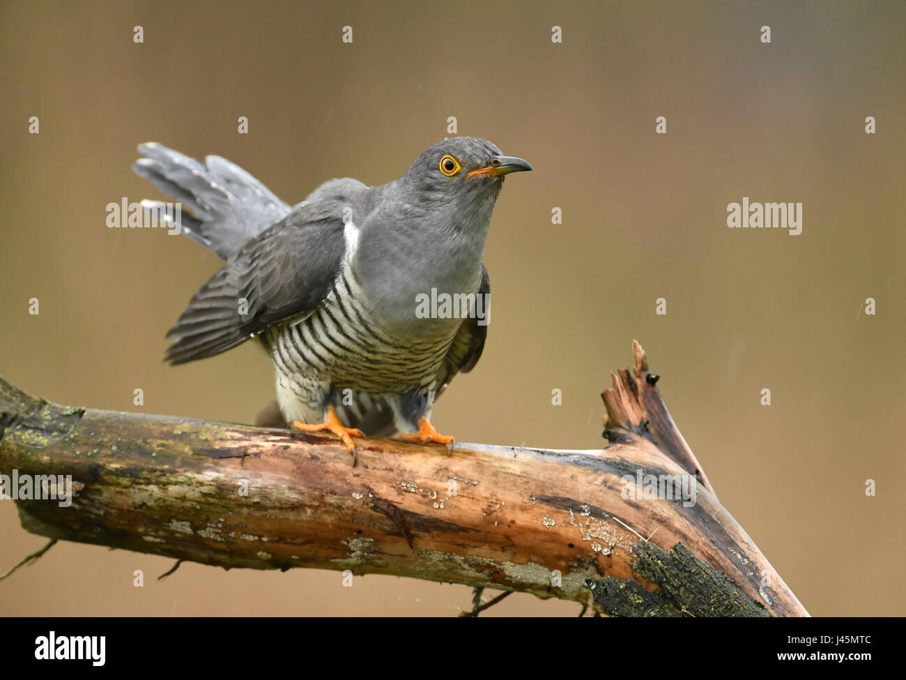 Common cuckoo (Cuculus canorus Stock Photo - Alamy