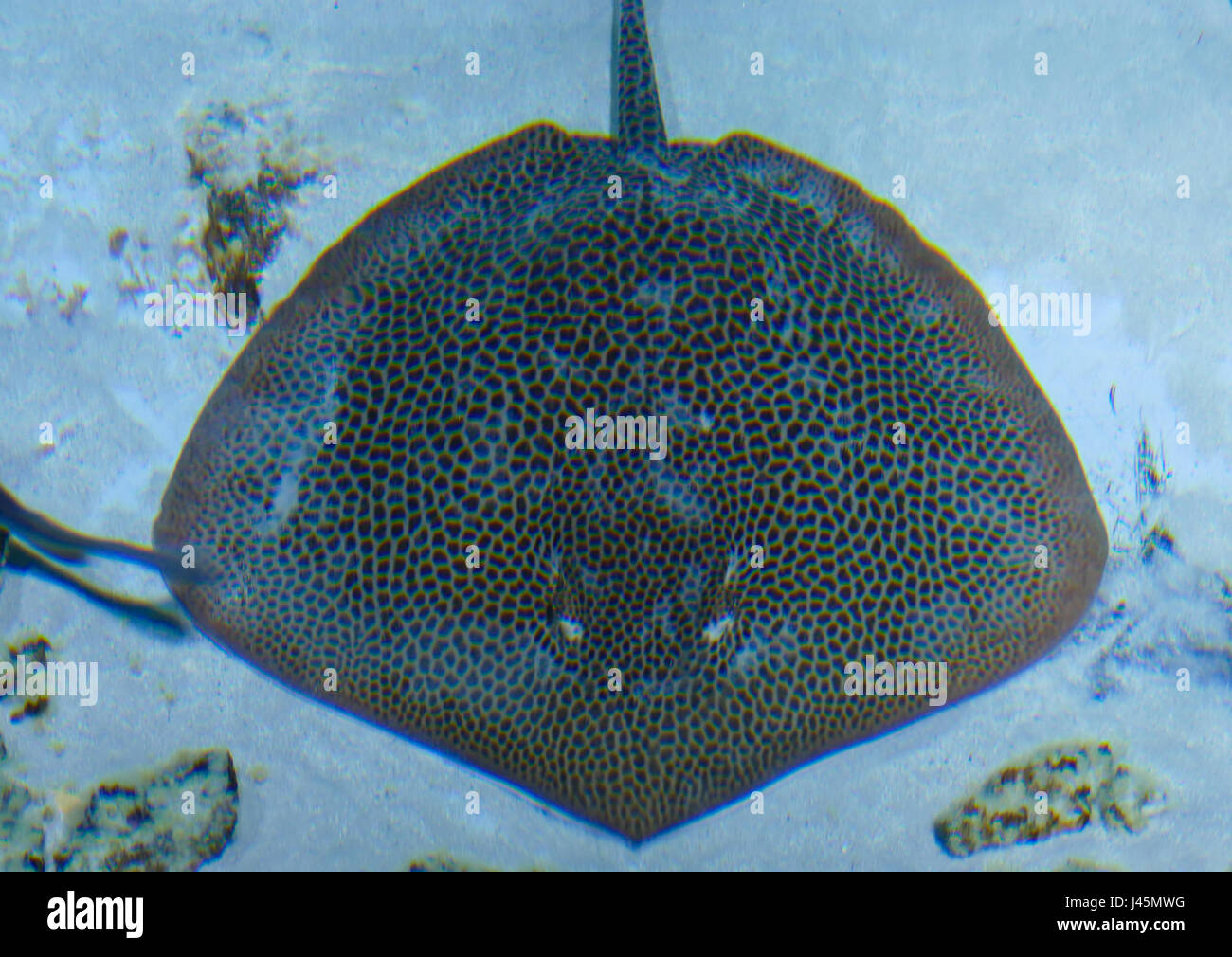 Deepsea High Resolution Stock Photography and Images - Alamy