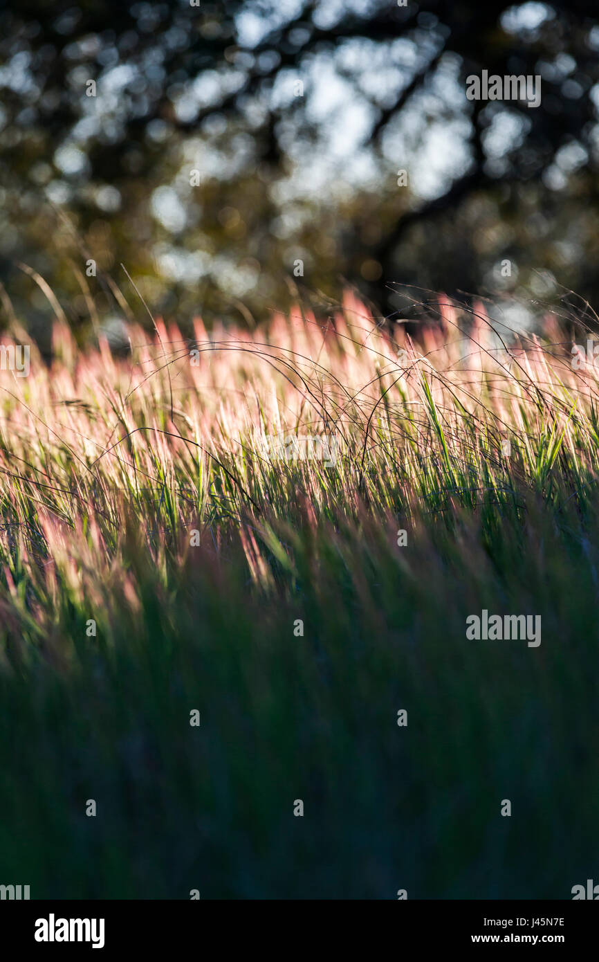 Summer sun setting on a field of flowers Stock Photo - Alamy
