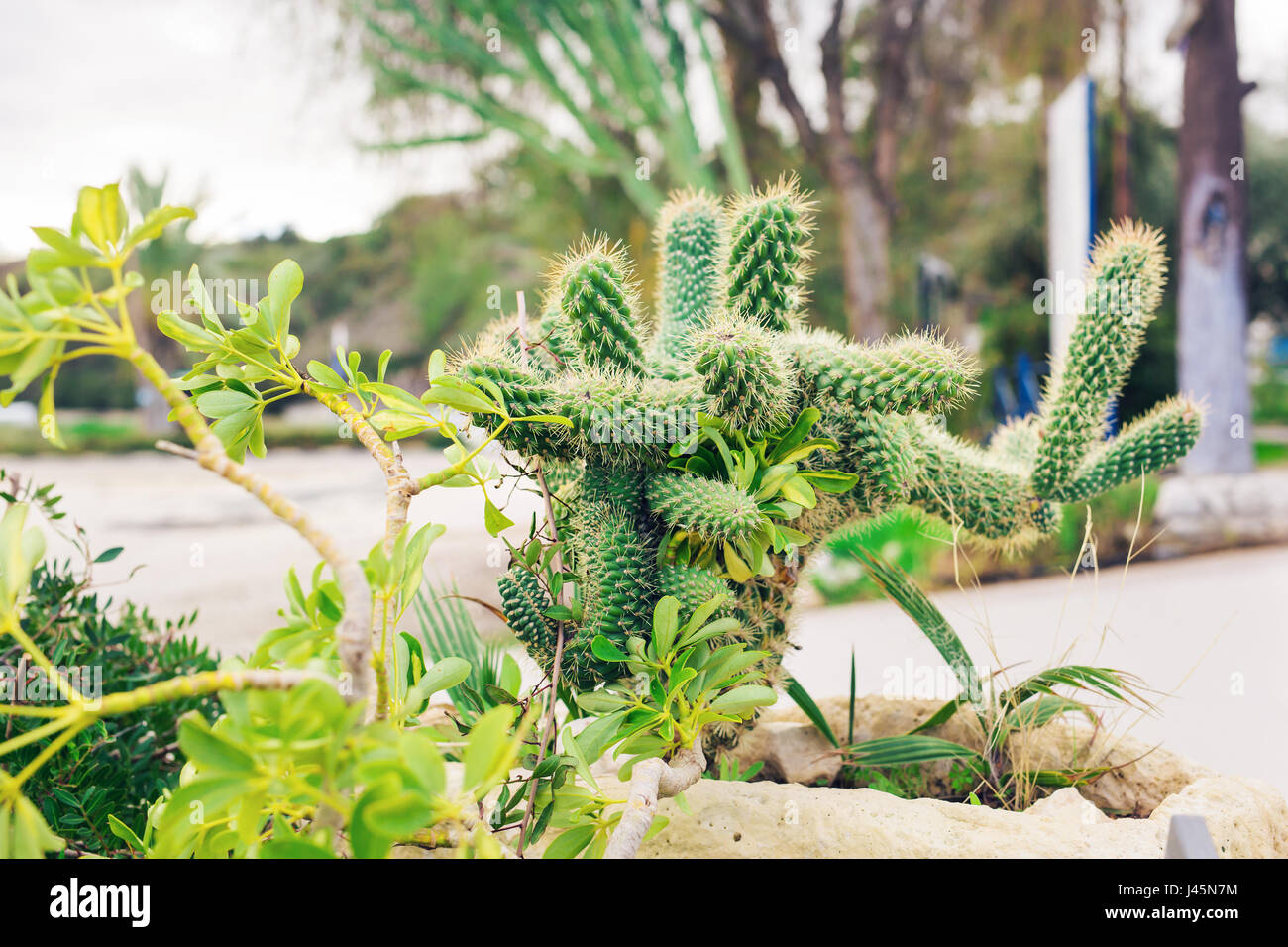 Fast growing cactus hi-res stock photography and images - Alamy