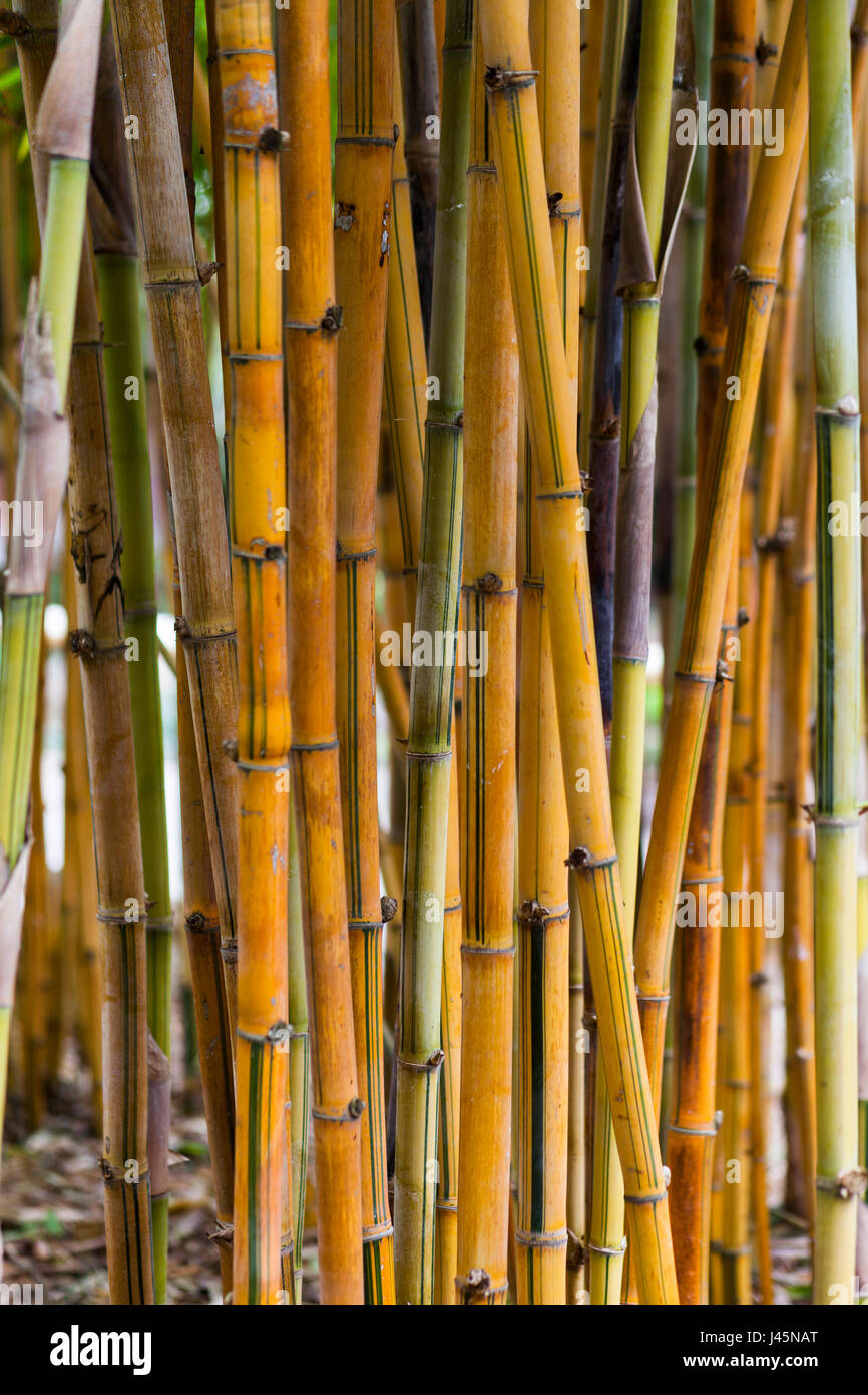 Forest of yellow bamboo Stock Photo - Alamy
