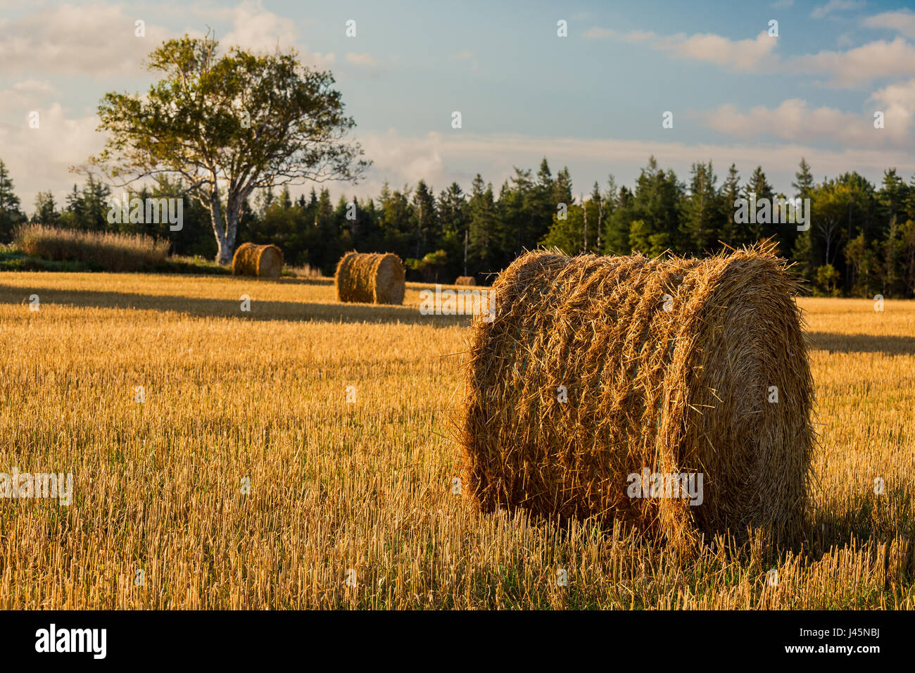 Hay bales in rural Prince Edward Island, Canada Stock Photo - Alamy