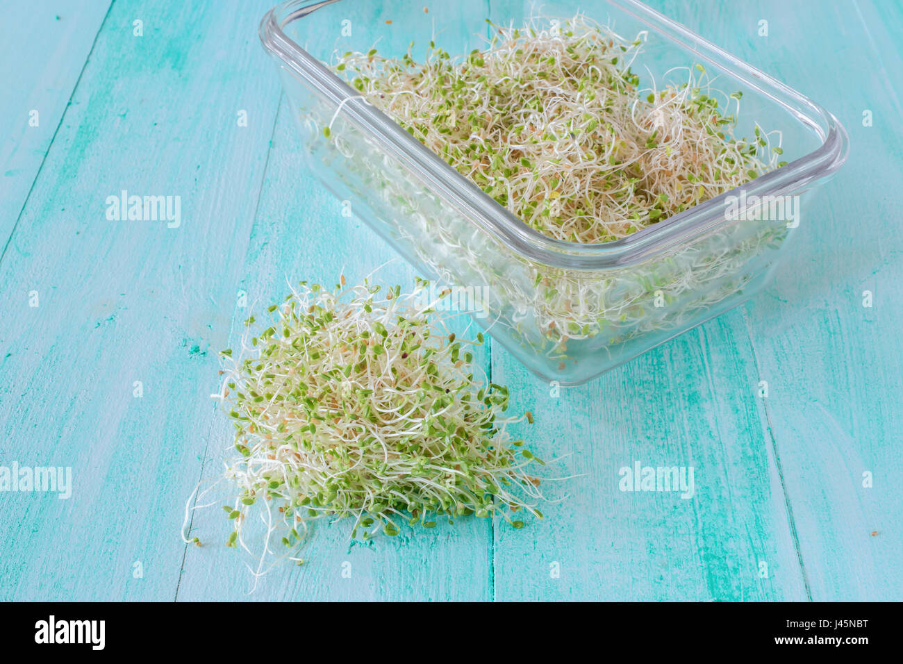 Newly home sprouted red clover sprouts Stock Photo - Alamy