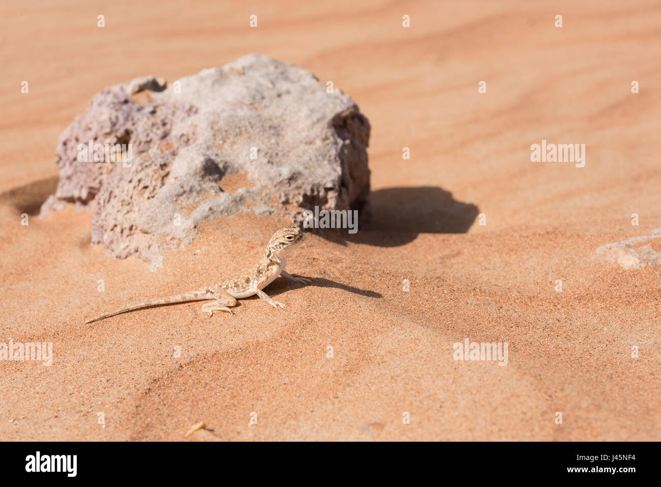 Desert lizard, the Arabian toad-headed agama, resting near a rock in ...