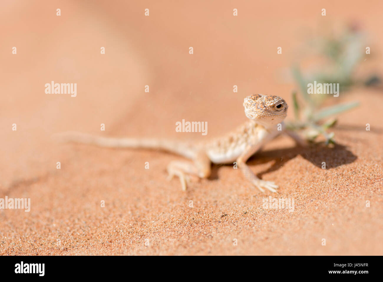 An Arabian toad-headed agama on a sandy dune, gazing at the camera ...