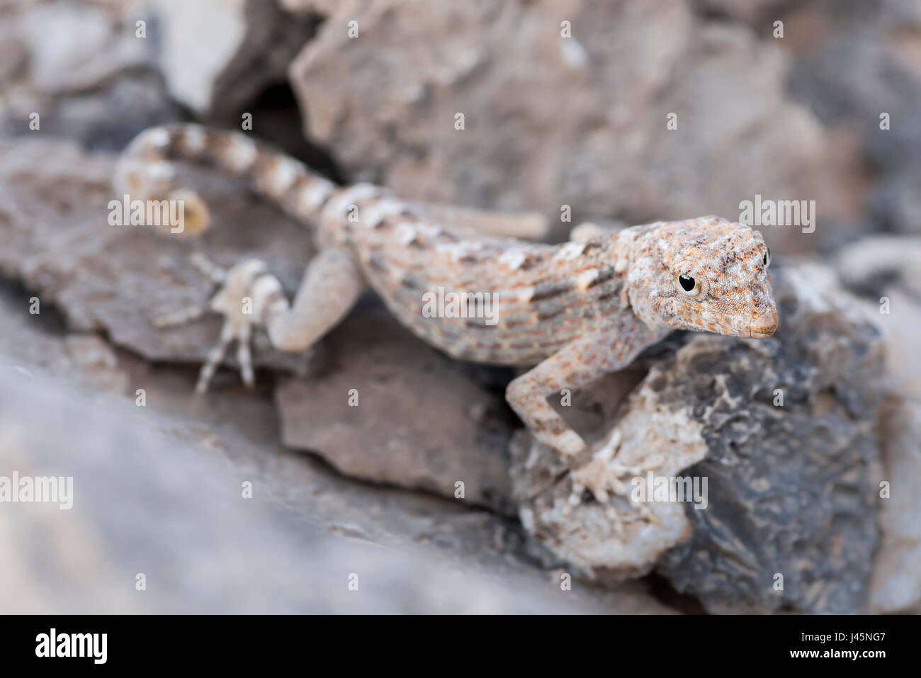 Chordata Vertebrata High Resolution Stock Photography and Images - Alamy