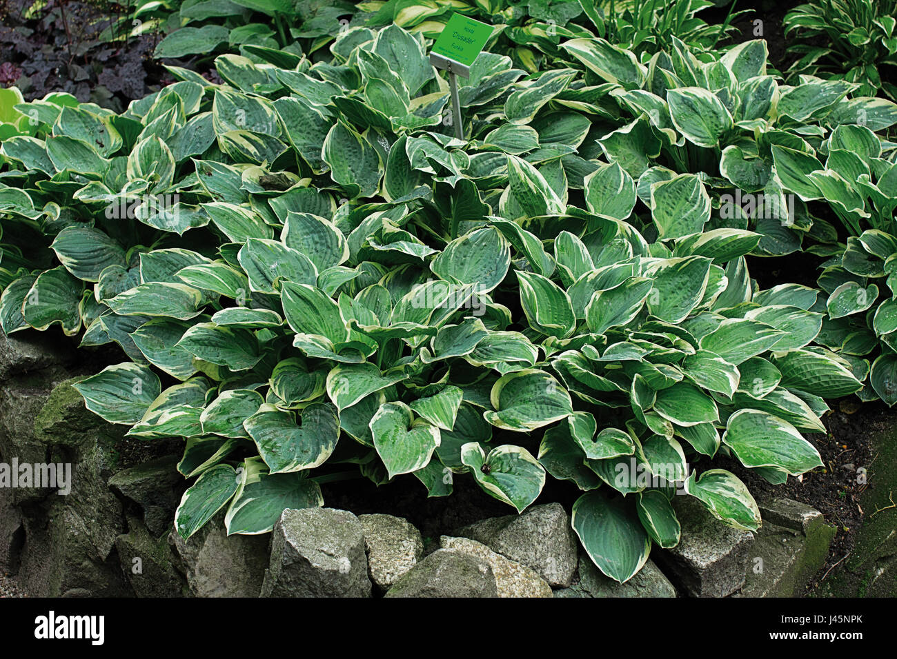 Crispula hi-res stock photography and images - Alamy