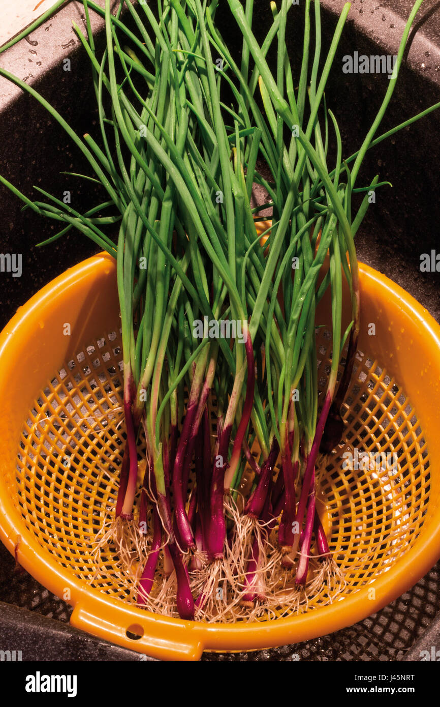 Onion Red Chives Stock Photo - Alamy