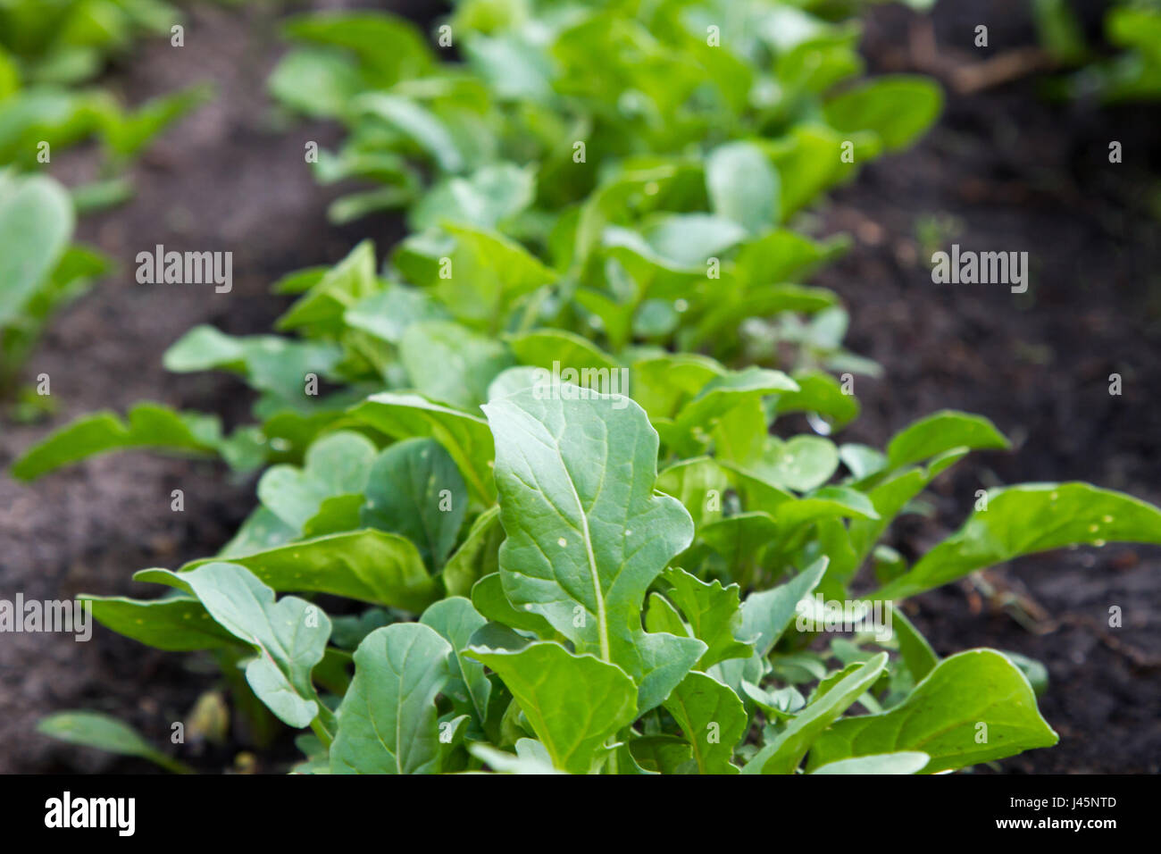 Arugula plant growing from soil in organic vegetable garden Stock Photo ...