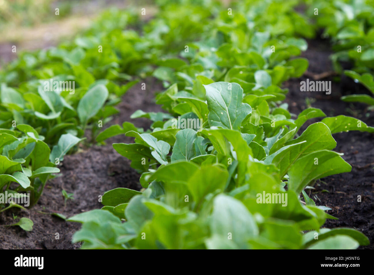 Arugula plant growing from soil in organic vegetable garden Stock Photo ...