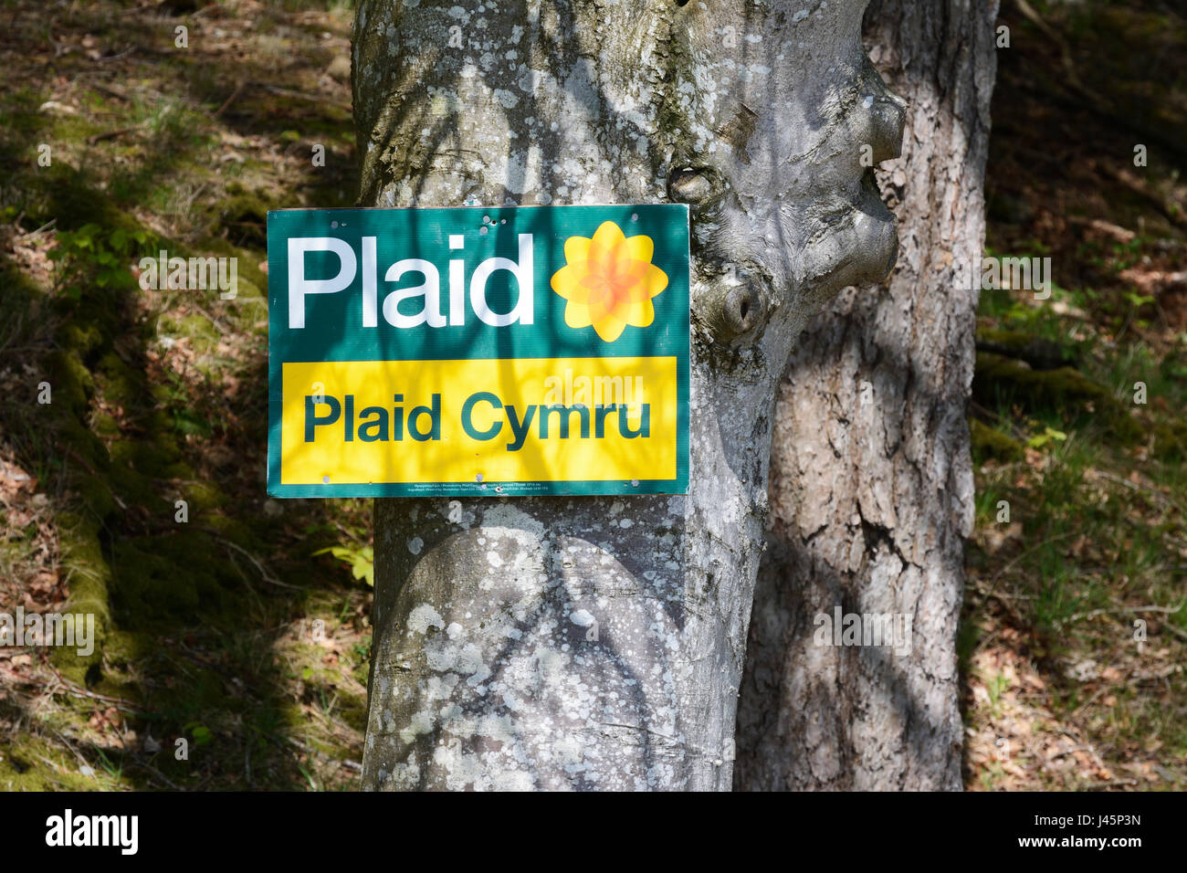 Plaid Cymru sign nailed to a roadside tree on the A5 London to Holyhead ...