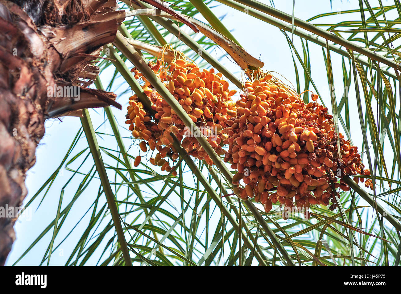 Date Palm Tree Stock Photo - Alamy