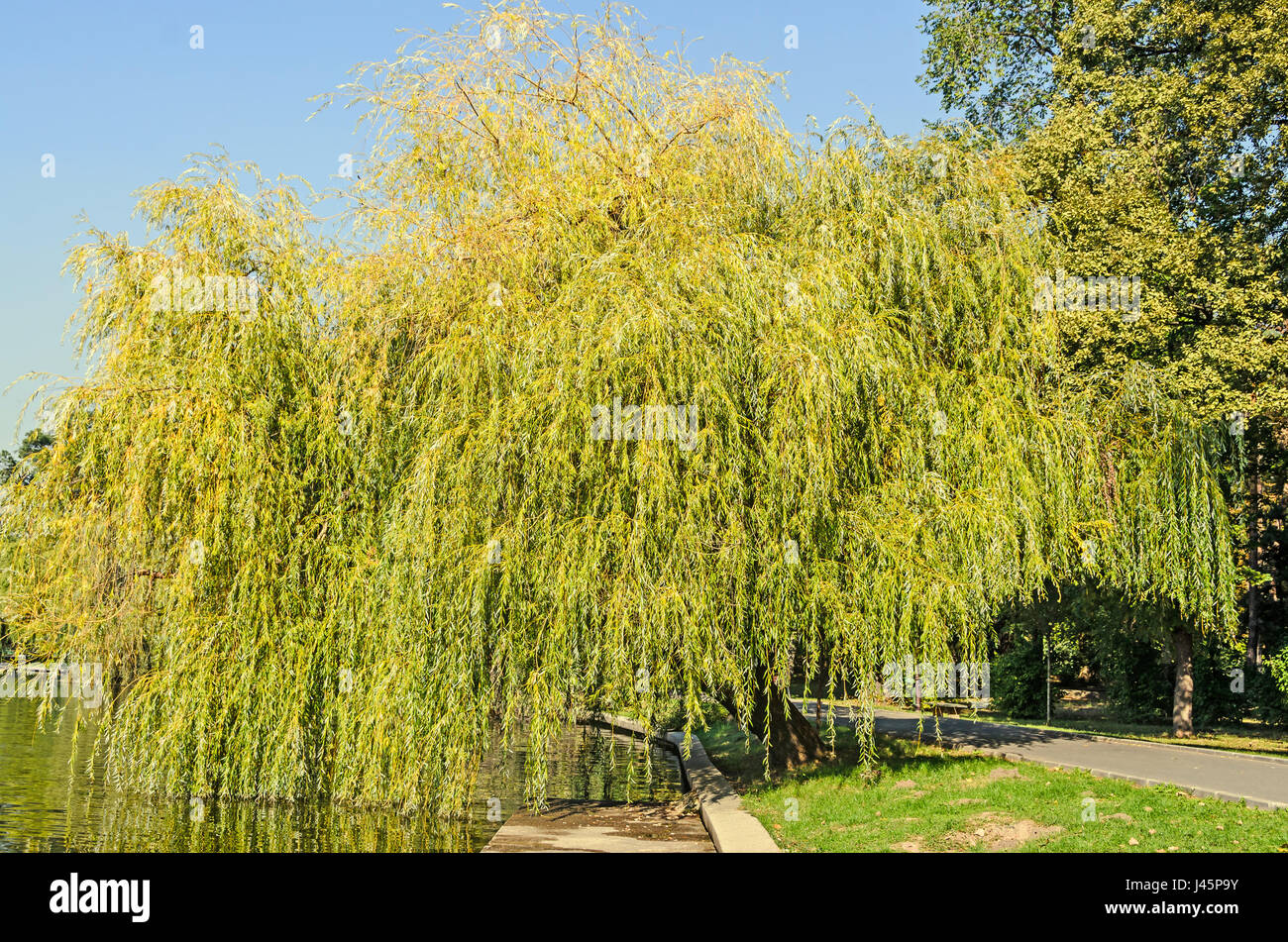 Green willow tree near lake, park with alley Stock Photo - Alamy