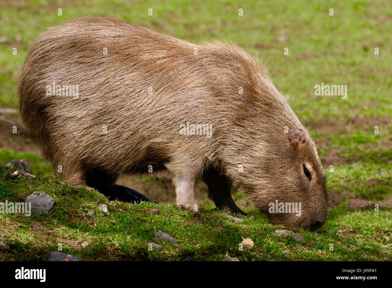 Capybara animal hi-res stock photography and images - Alamy
