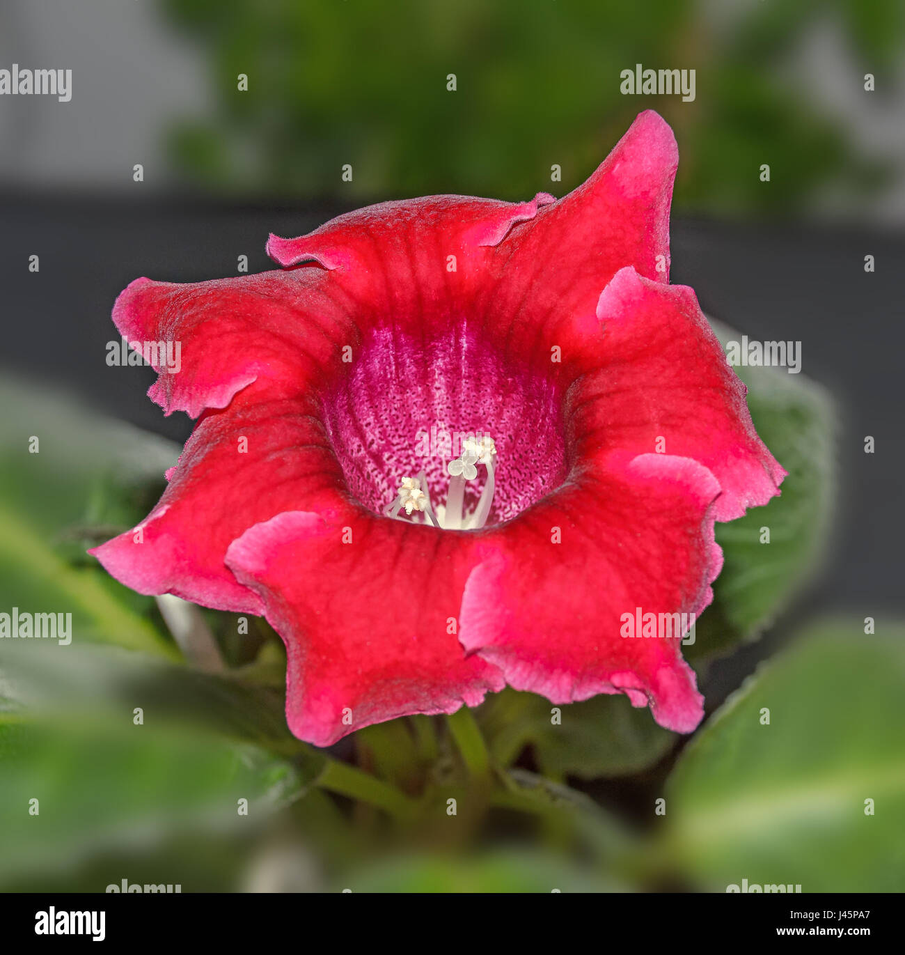 Purple gloxinia flower, family Gesneriaceae, close up Stock Photo - Alamy