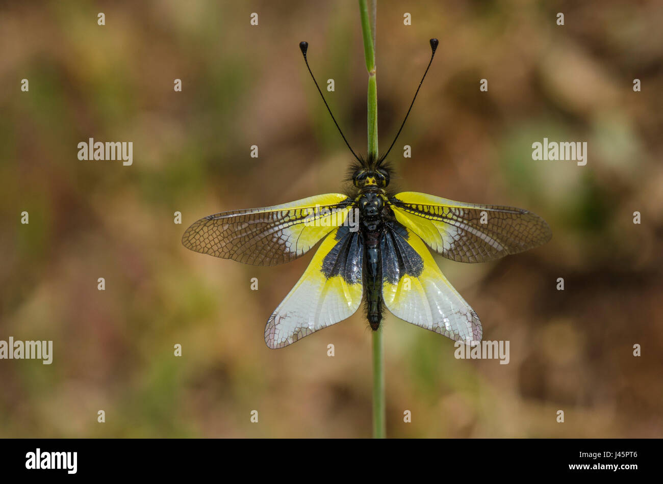 Owl-fly Libelloides baeticus , Ascalaphus libelluloides, wildlife ...