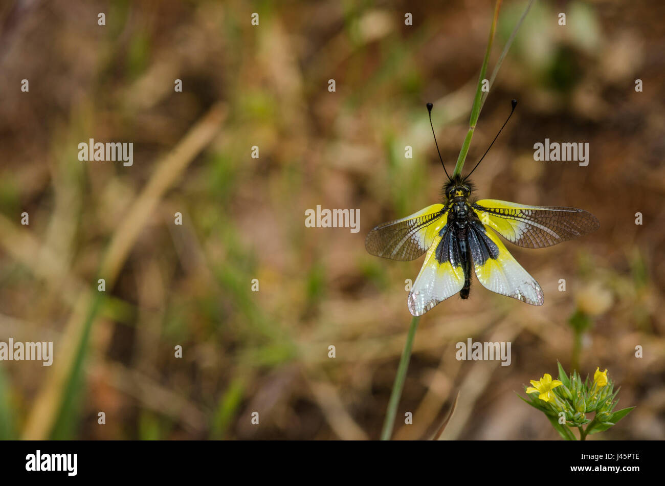 Owl-fly Libelloides baeticus , Ascalaphus libelluloides, wildlife ...