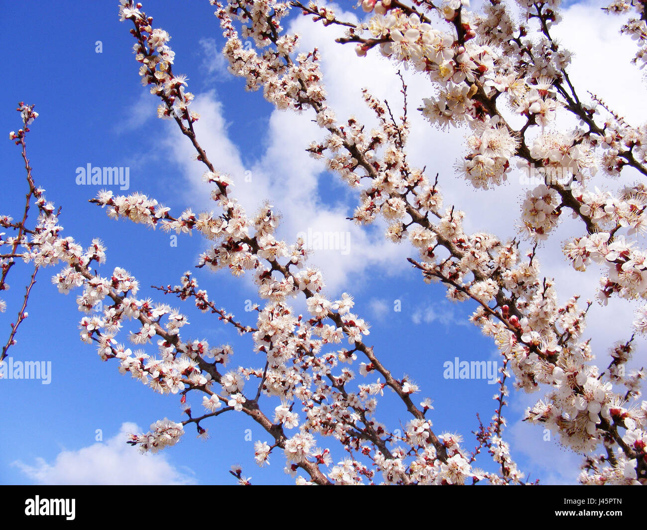 Blooming trees, flowering fruit trees, spring and blooming apricot ...