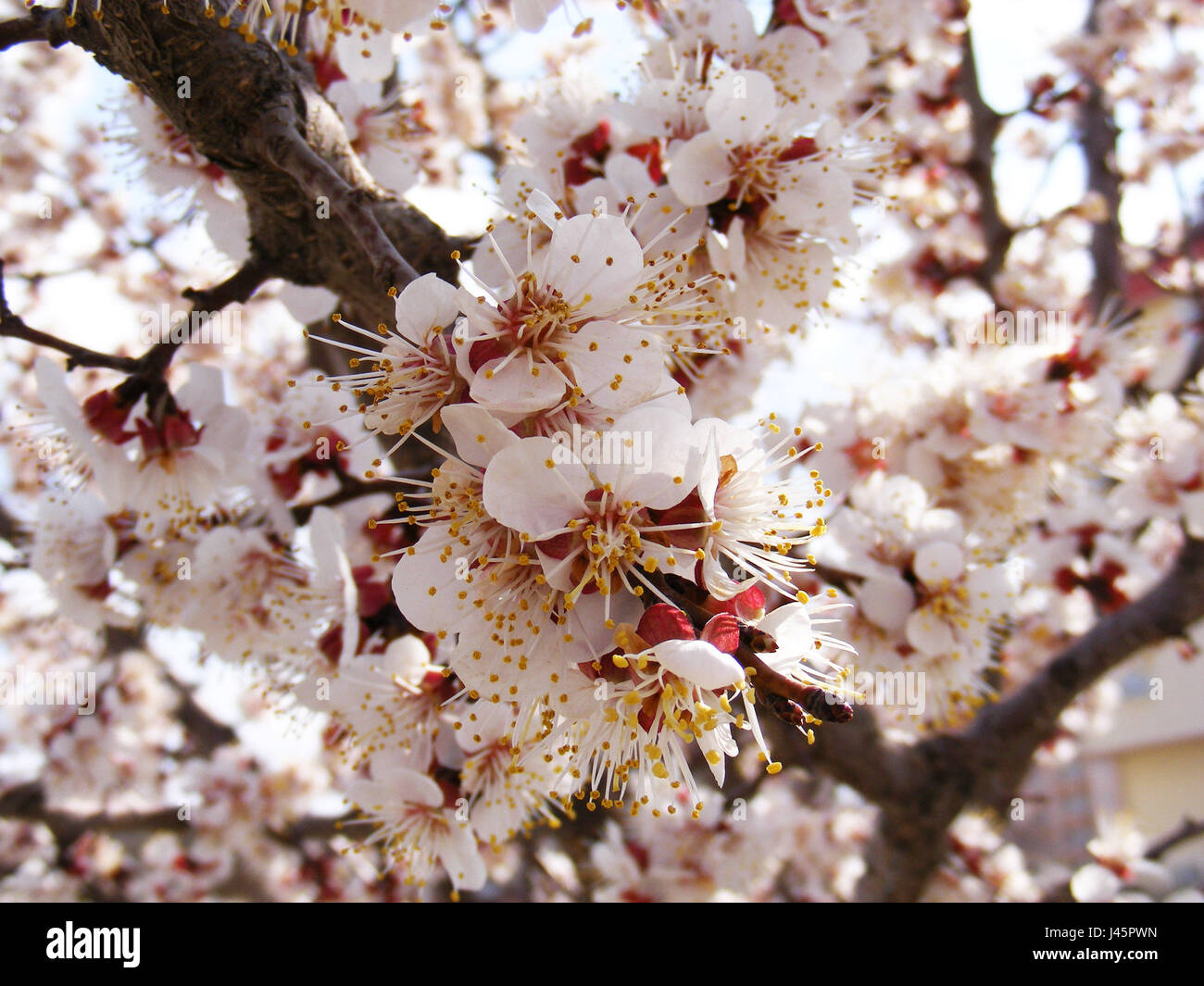 Blooming trees, flowering fruit trees, spring and blooming apricot ...