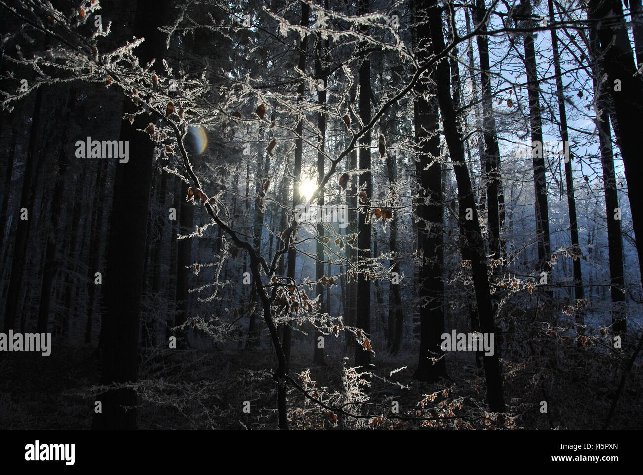 Snowy frozen forest Stock Photo - Alamy