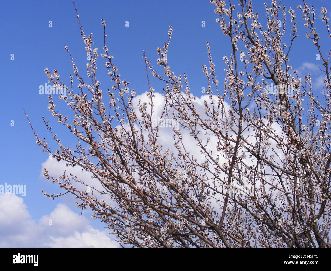 Blooming trees, flowering fruit trees, spring and blooming apricot ...