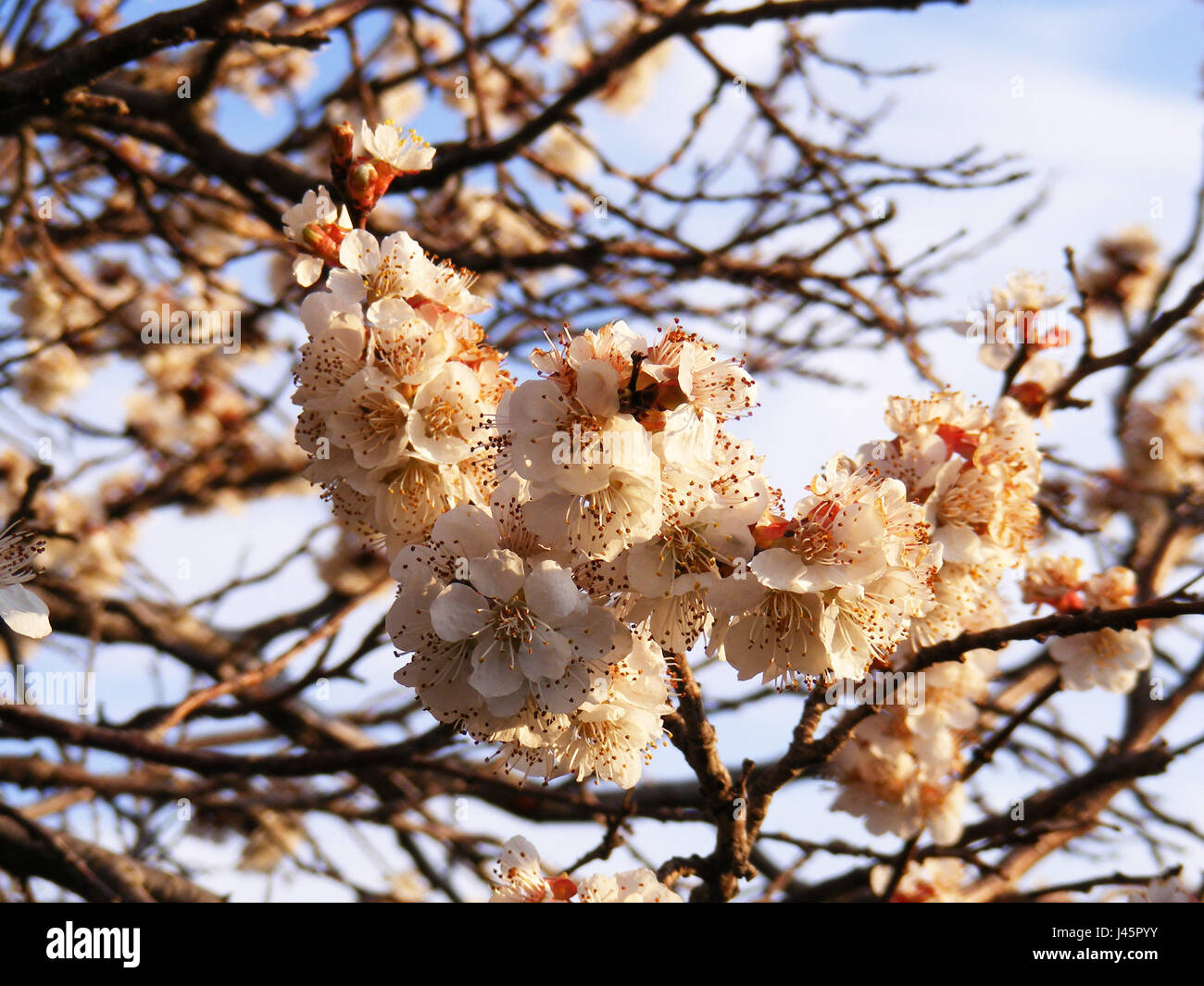 Blooming trees, flowering fruit trees, spring and blooming apricot ...