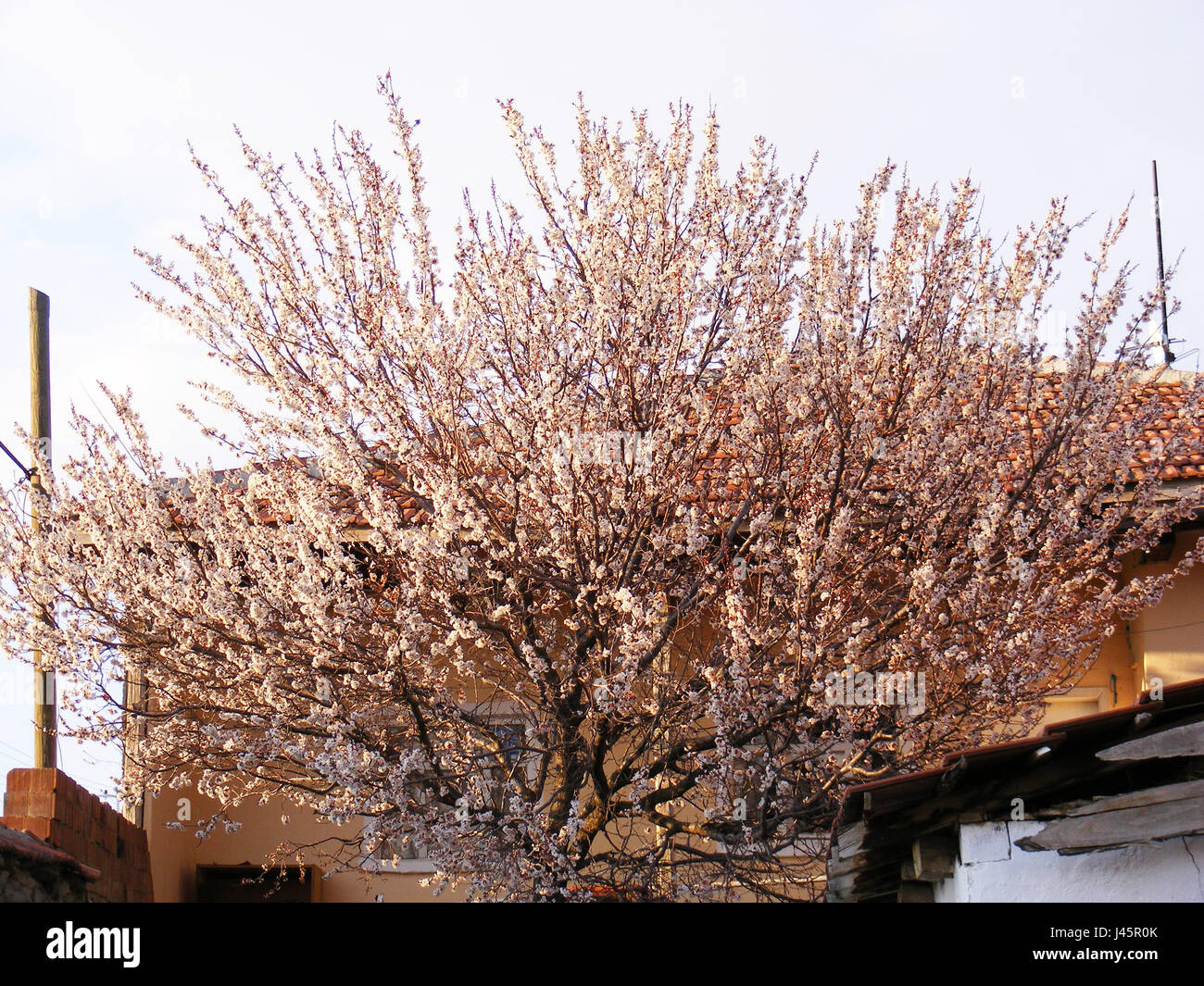 Large apricot tree in front of the house, blooming fruit trees, spring ...