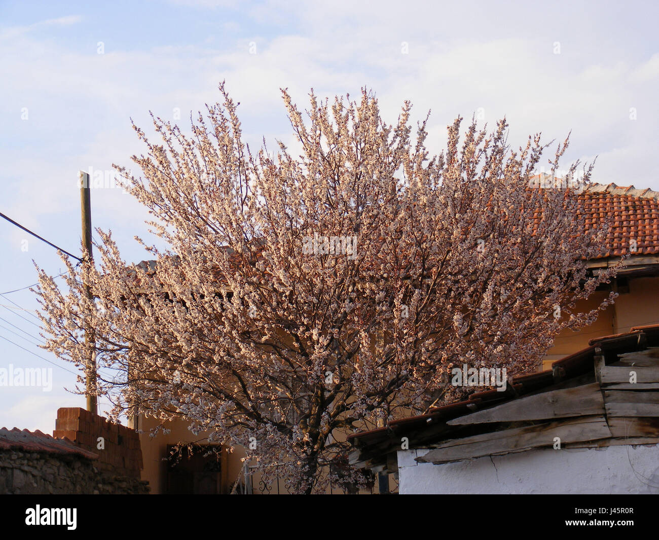 Large apricot tree in front of the house, blooming fruit trees, spring ...