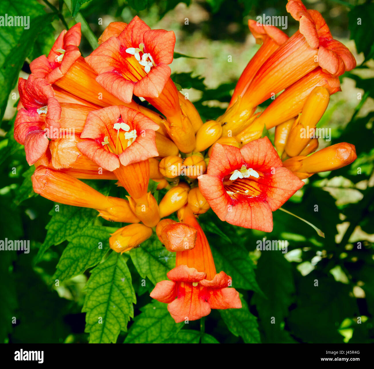 a image of a flower vine garden Kampsis Stock Photo - Alamy