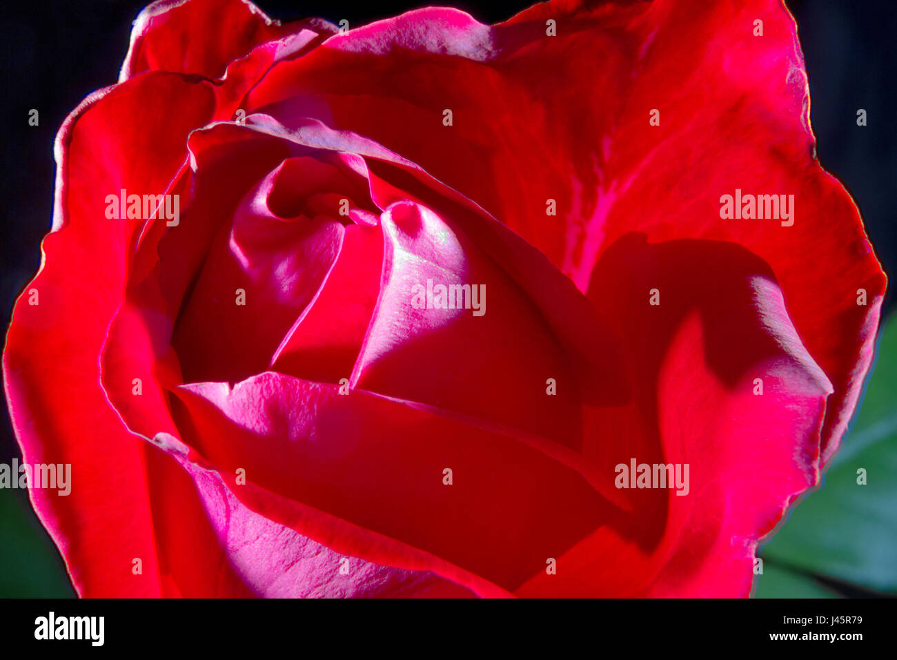 a image of a red rose bud close-up Stock Photo - Alamy