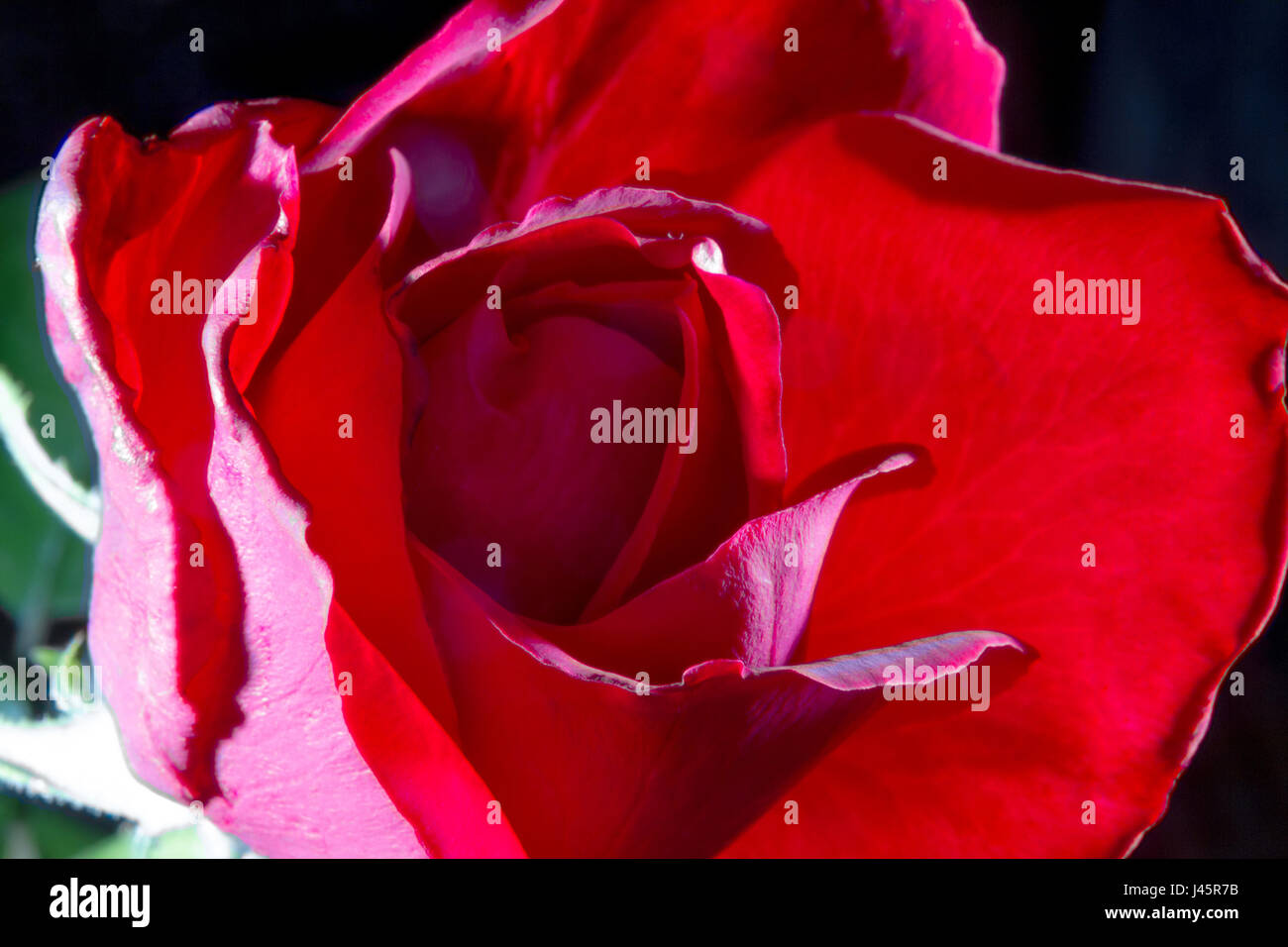 a image of a red rose bud close-up Stock Photo - Alamy