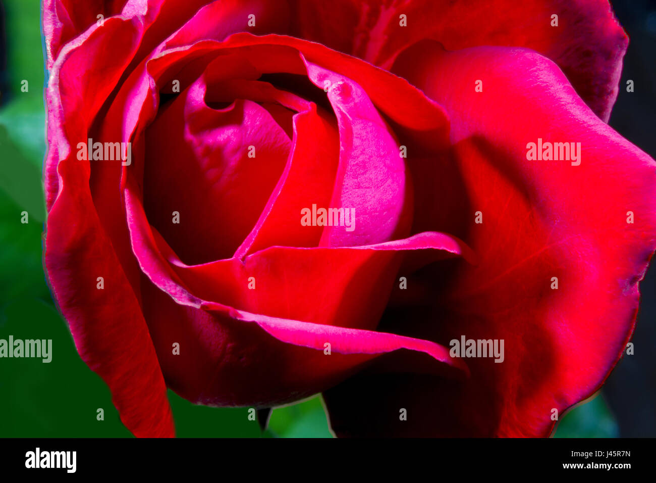 a image of a red rose bud close-up Stock Photo - Alamy