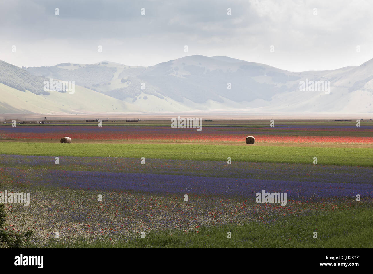 Beautiful colorful flower fields, with some sparse haybales and hills ...