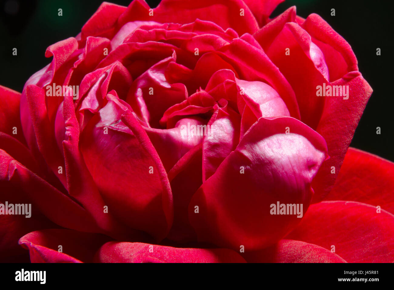 a image of a red rose bud close-up Stock Photo - Alamy