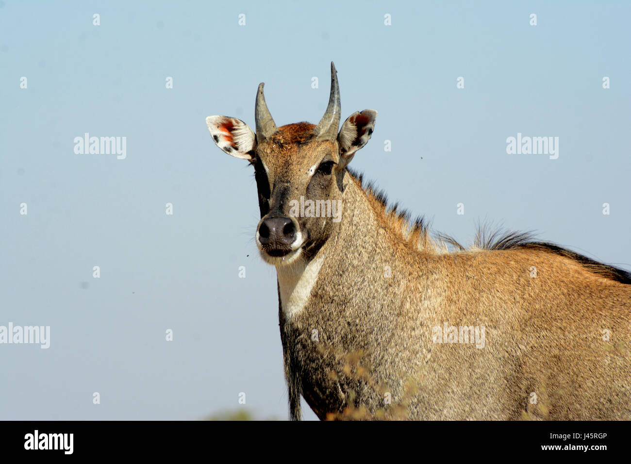 Blue bull hi-res stock photography and images - Alamy