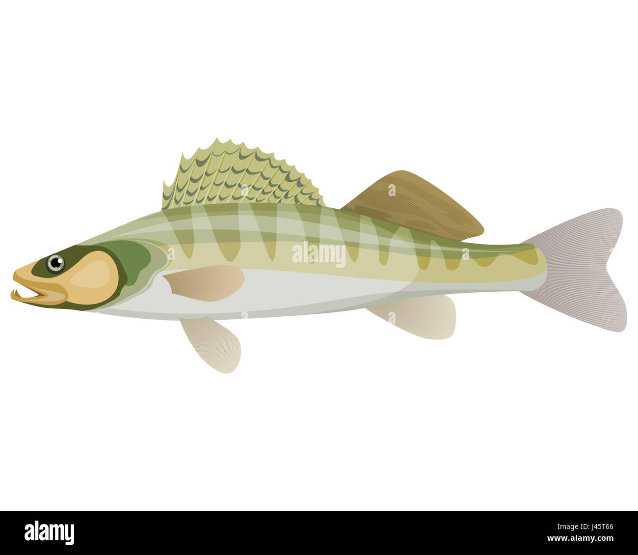 Vector illustration of a big wild fish Stock Vector Image & Art - Alamy