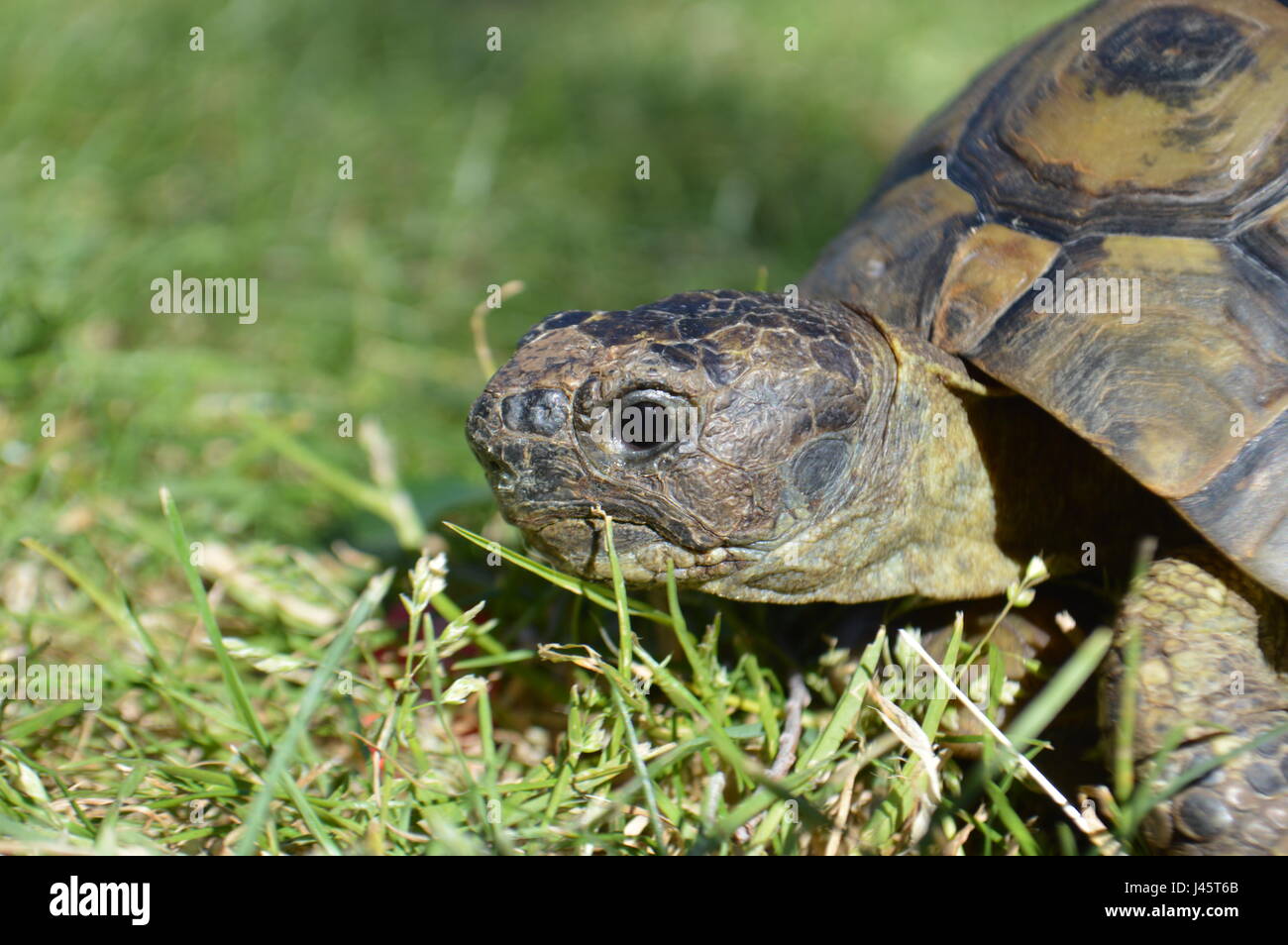 Young Herman's Tortoise Stock Photo - Alamy