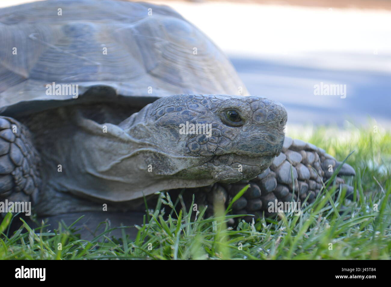 California Desert Tortoise Stock Photo - Alamy