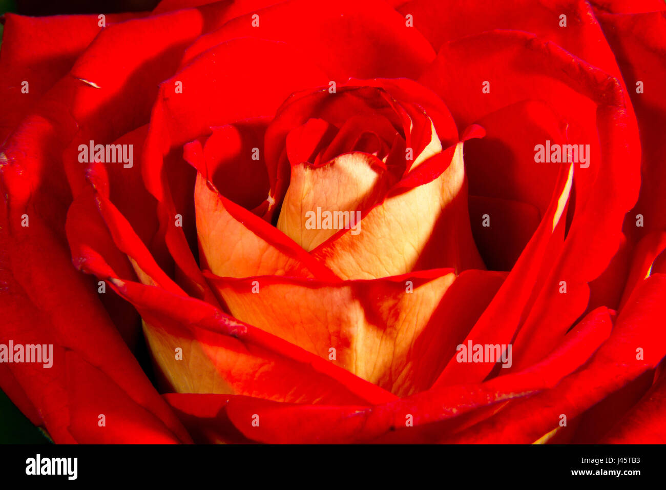 a image of a red rose bud close-up Stock Photo - Alamy