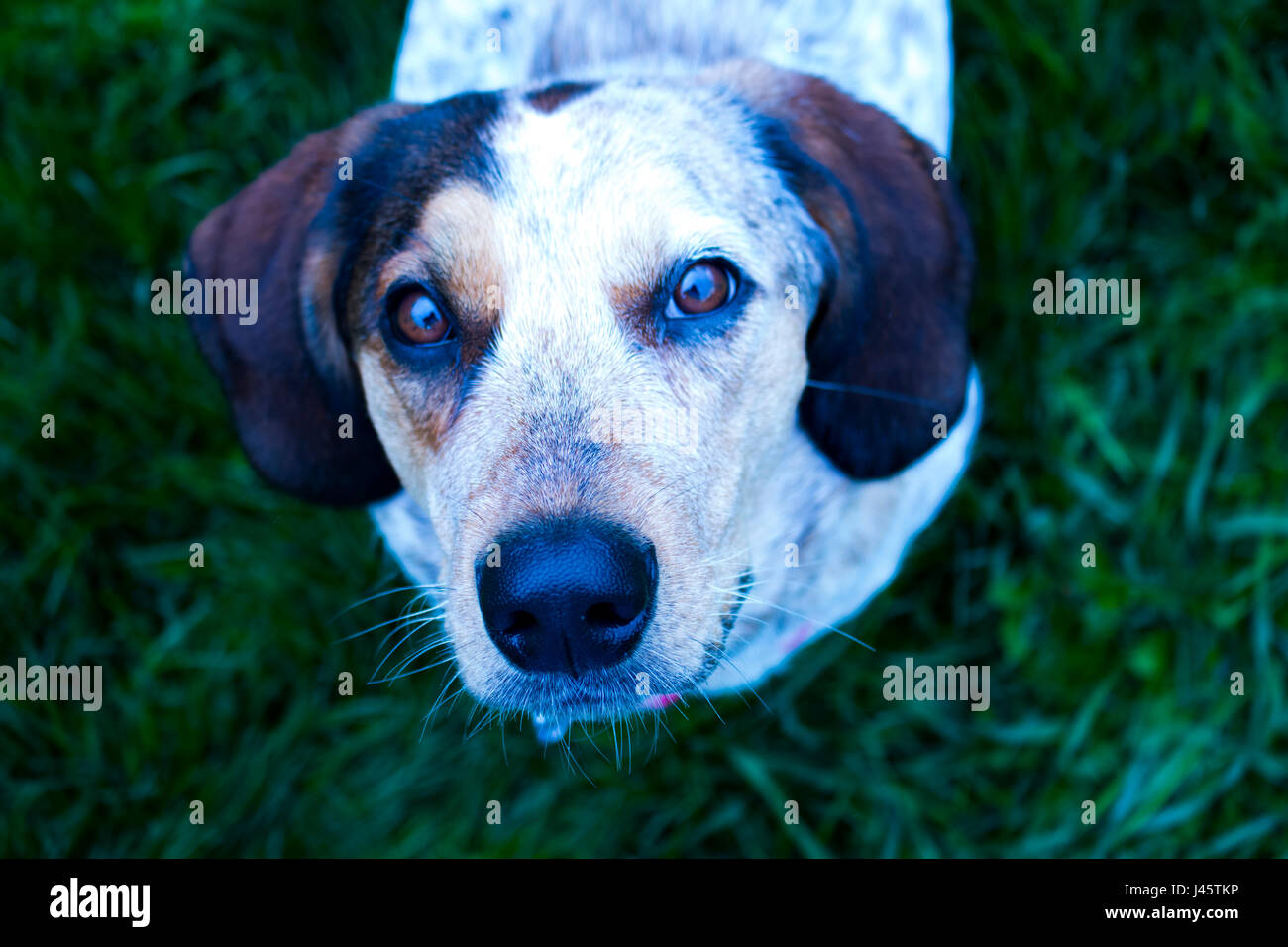 Dog Staring At The Camera Stock Photos & Dog Staring At The Camera ...