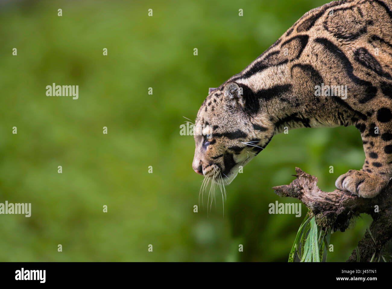 Indian Clouded Leopard