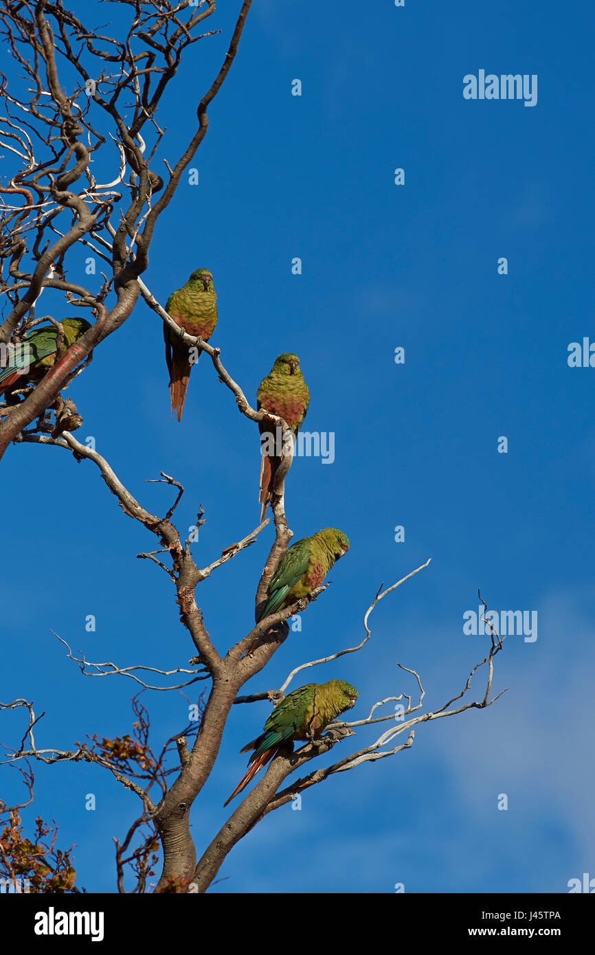 Group of Austral Parakeet (Enicognathus ferrugineus) perched on a tree ...