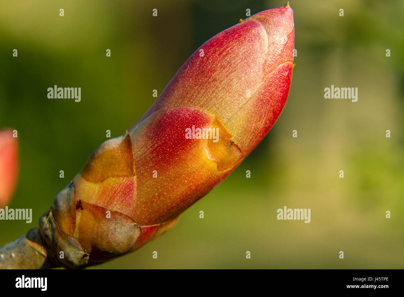 Image of a young spring chestnut branch Stock Photo - Alamy